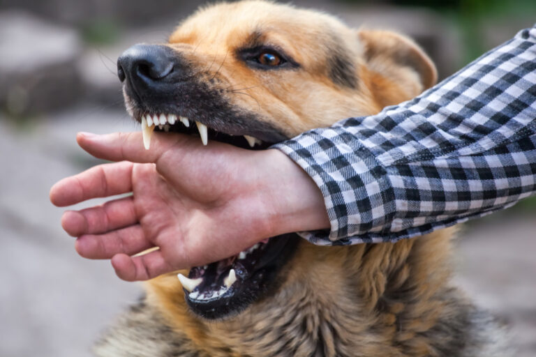 Florida Dog Bite Laws & Strict Liability Rules | KFB Law